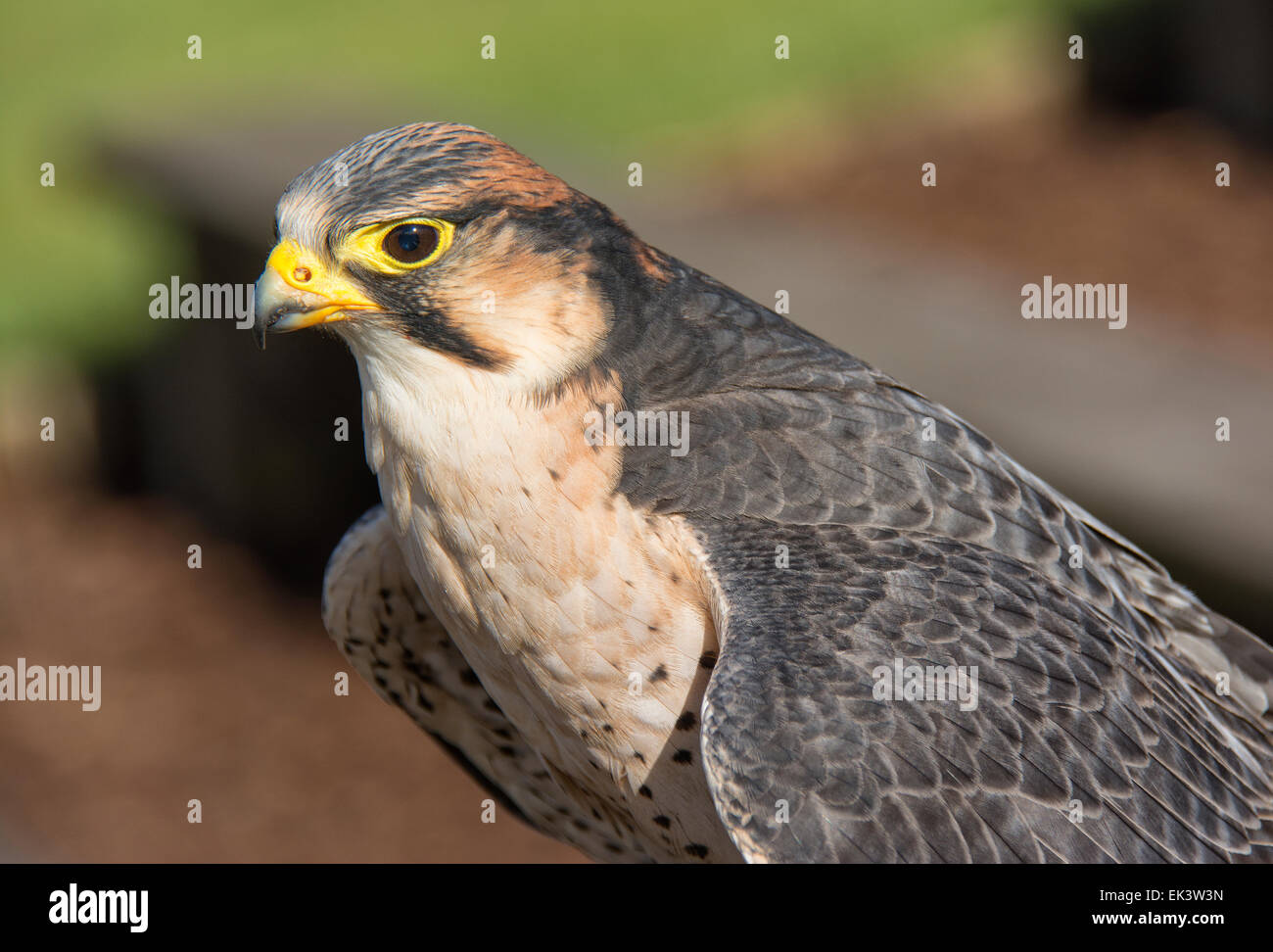 Lanner Falcon Portrait Stock Photo - Alamy