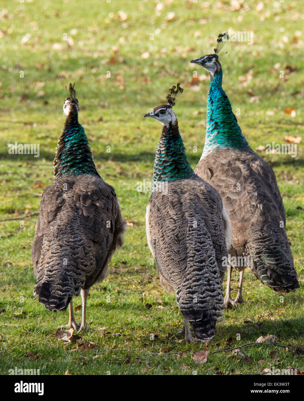 Peahens High Resolution Stock Photography and Images - Alamy