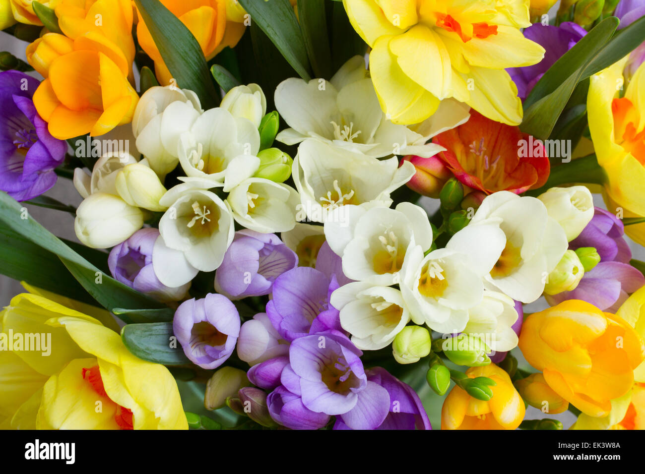 spring flowers close up Stock Photo - Alamy