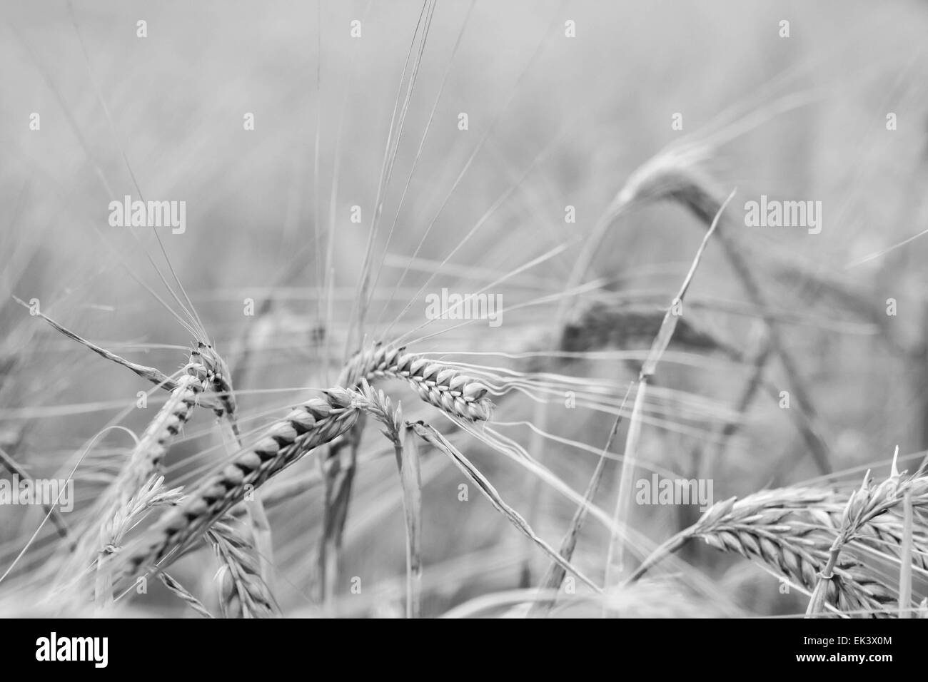 Close up wheat in Black and White Stock Photos & Images - Alamy