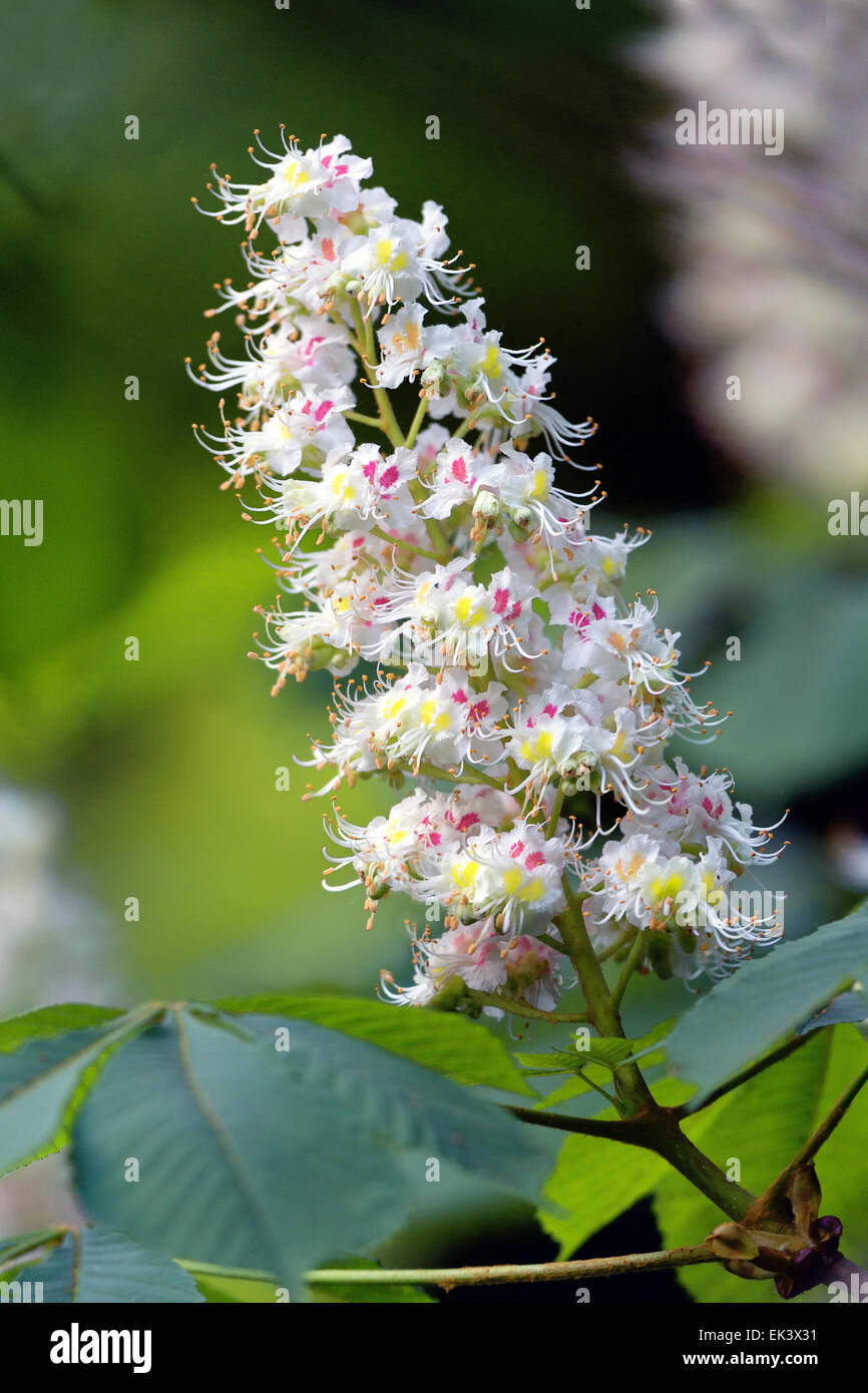 Chestnut flowers and leaves Stock Photo - Alamy