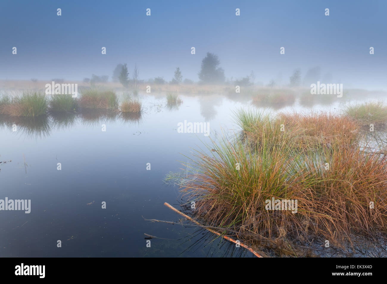 misty morning on swamp in summer, Friesland, Netherlands Stock Photo ...