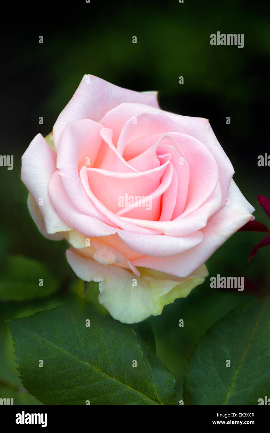 Rose garden leaf hi-res stock photography and images - Alamy