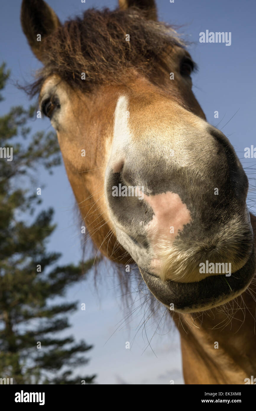 Inquisitive horse prodding camera lens for portrait Stock Photo - Alamy