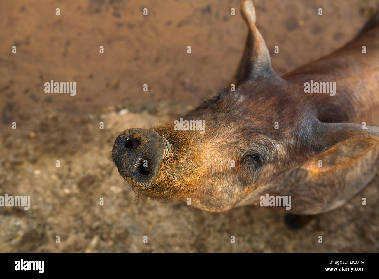 Pig mouth hi-res stock photography and images - Alamy
