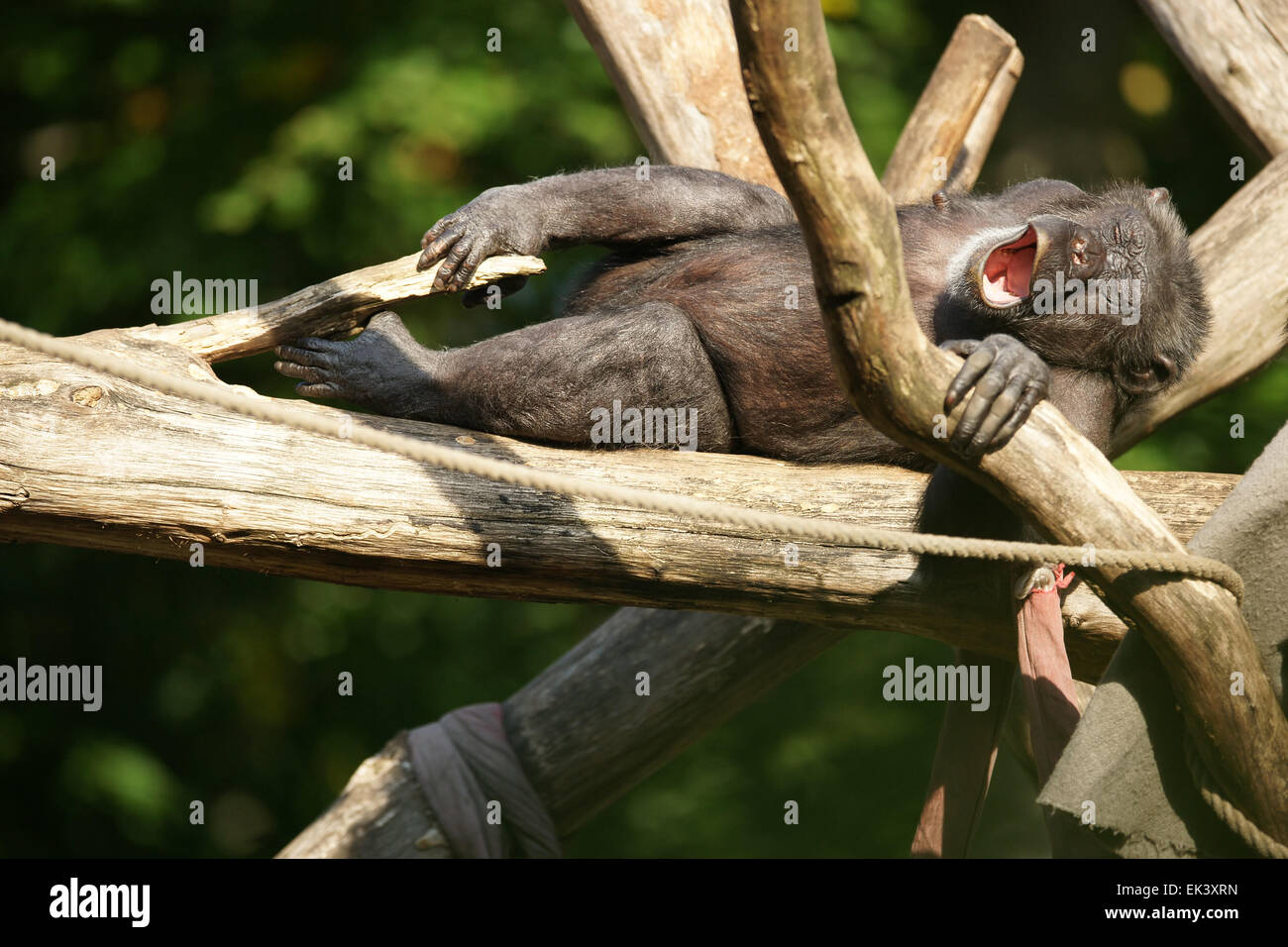 Chimpanzee yawning hi-res stock photography and images - Alamy