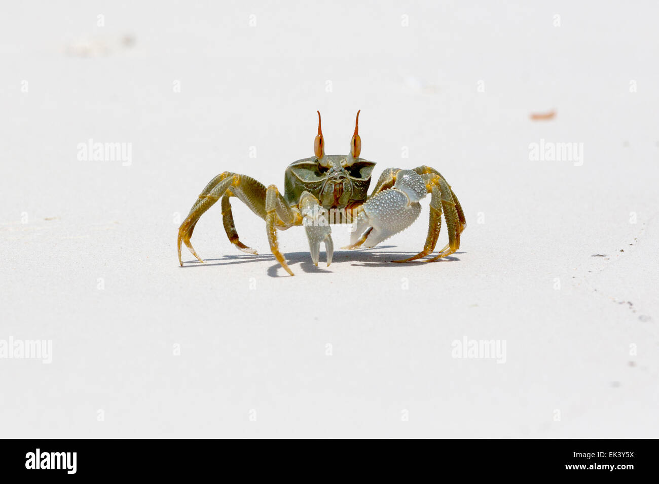 Horned ghost crab on beach hi-res stock photography and images - Alamy