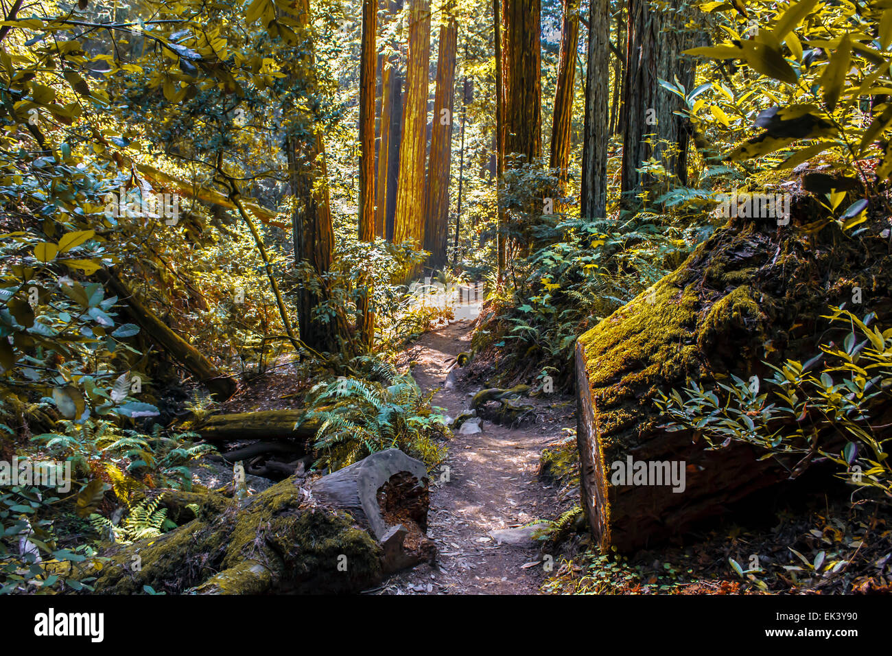 Nature Trail in Northern California Stock Photo - Alamy
