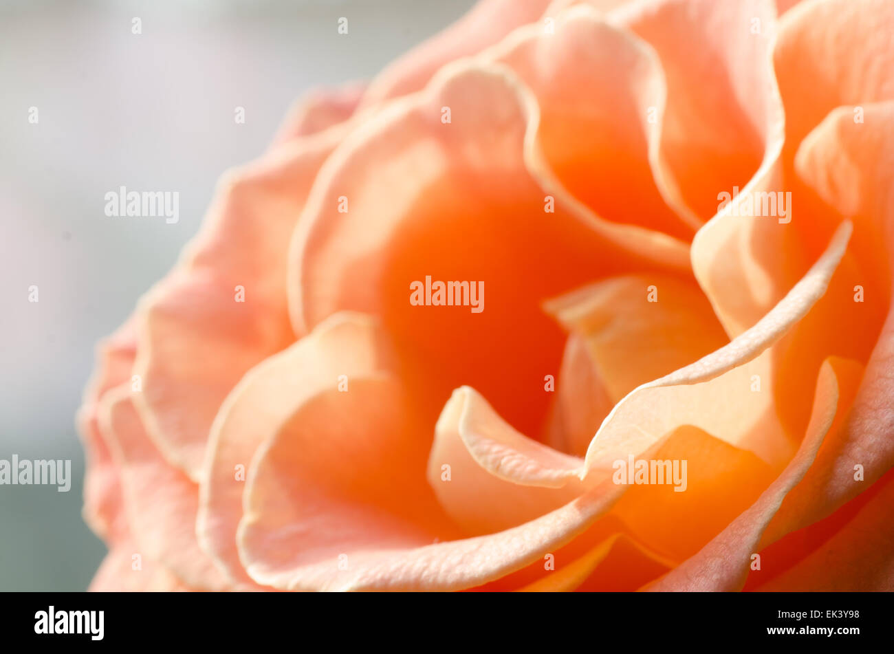 Light orange rose hi-res stock photography and images - Alamy