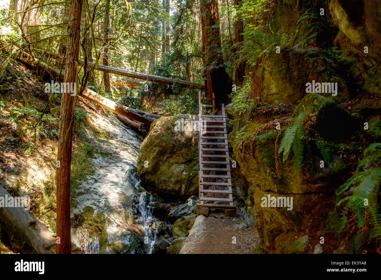 Nature Trail in Northern California Stock Photo - Alamy