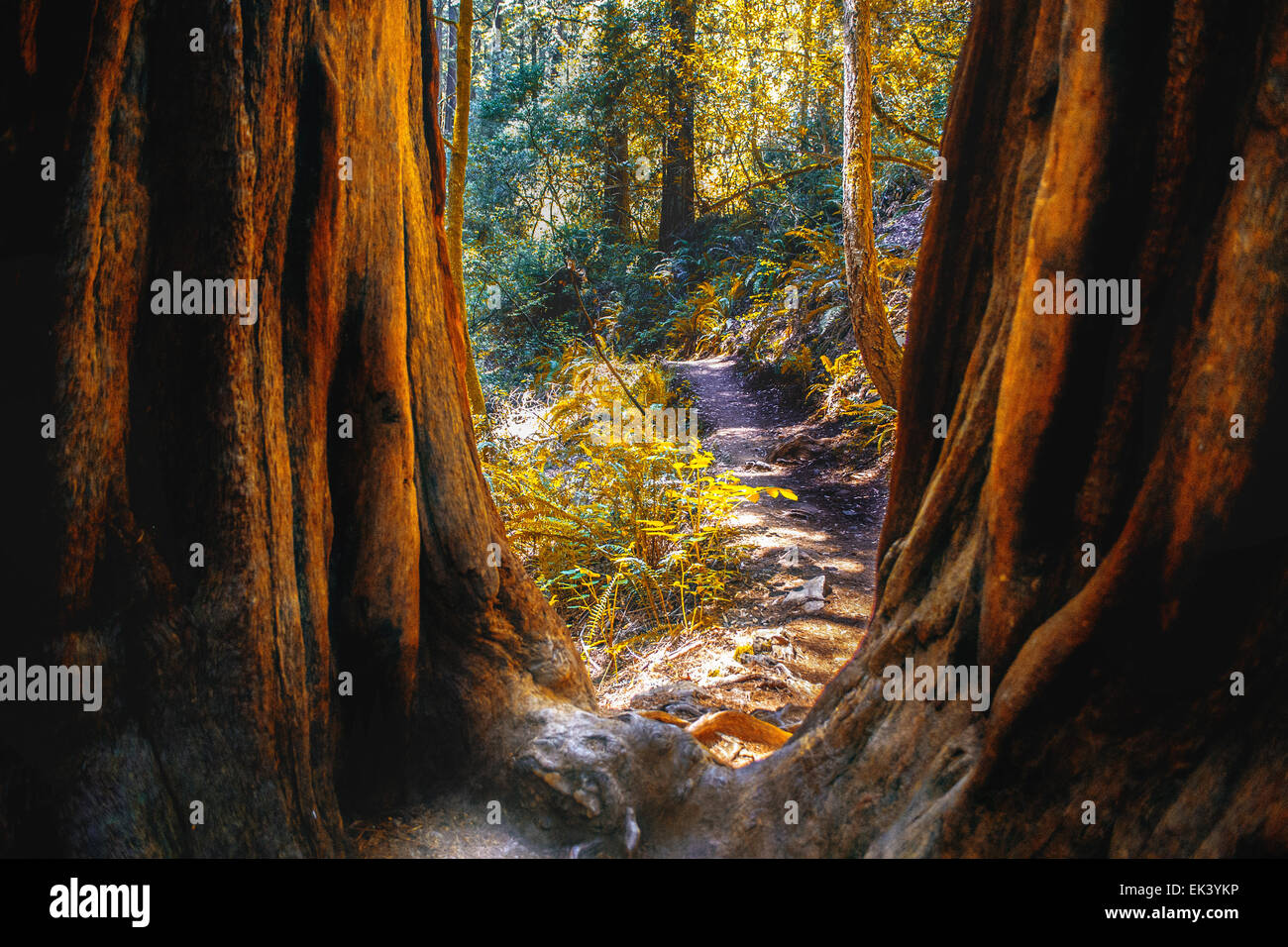 Nature Trail in Northern California Stock Photo - Alamy
