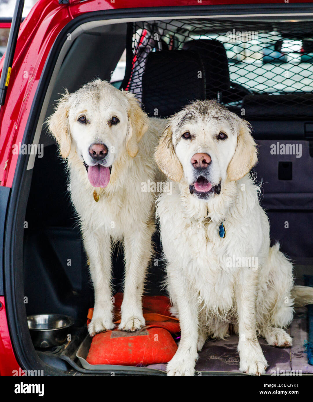 Two platinum colored Golden Retriever dogs dirty with coal dust, back ...