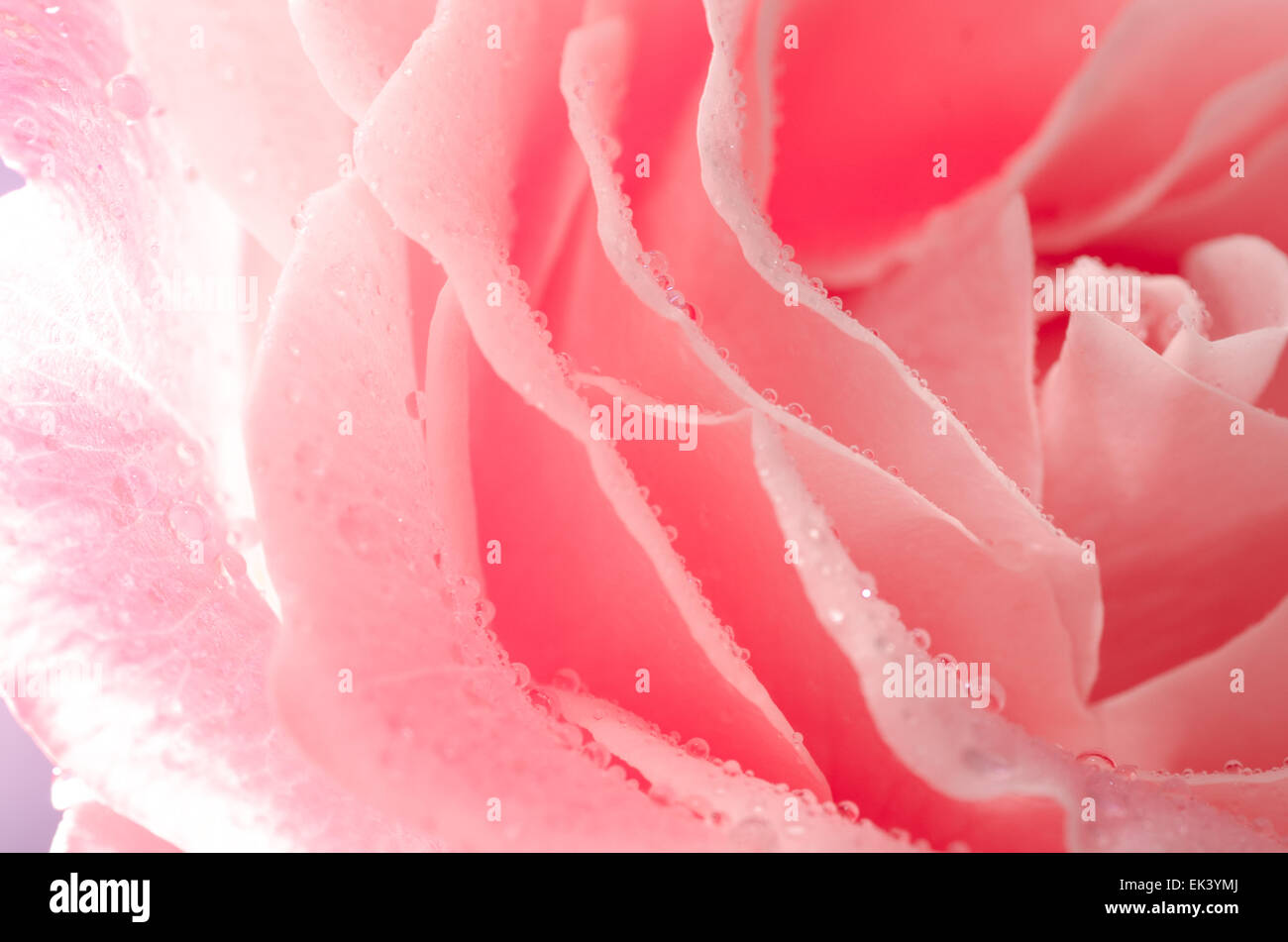macro of pink rose flower petals Stock Photo - Alamy
