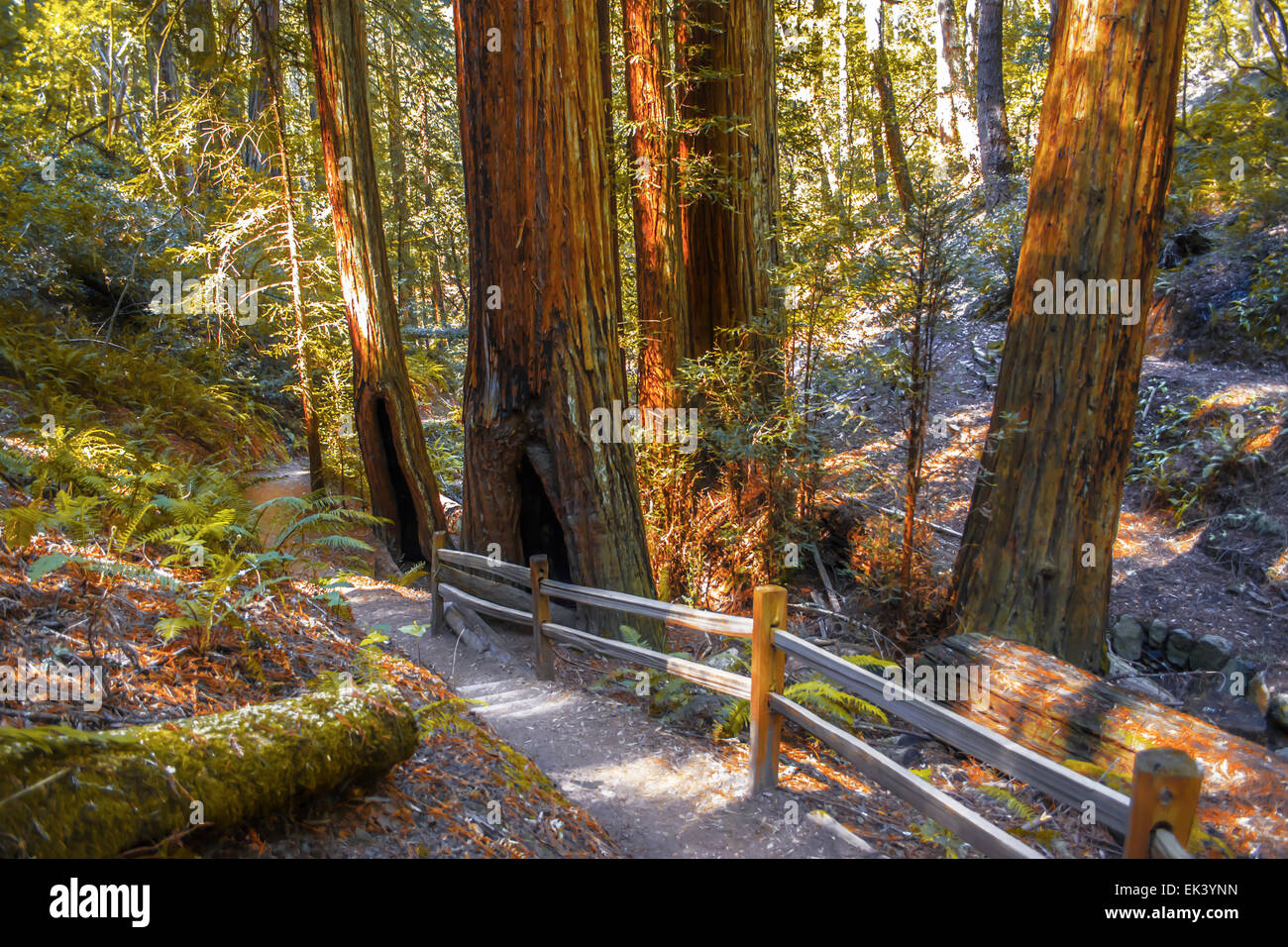 Nature Trail in Northern California Stock Photo - Alamy