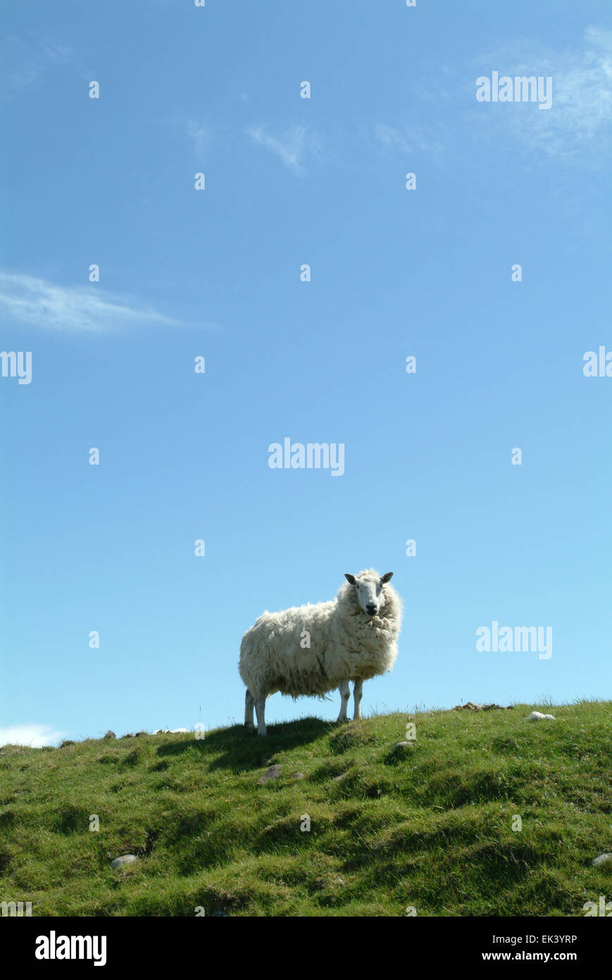 One Sheep on meadow with blue sky Isle of skye Scotland UK Europe Stock ...
