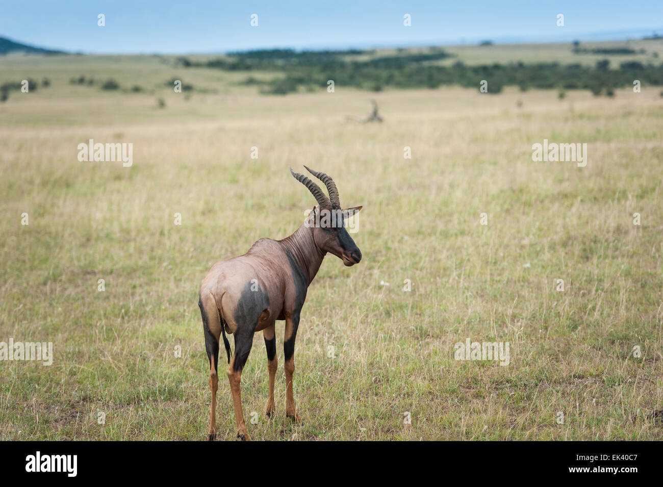 topi antelope in the Masai Mara Stock Photo - Alamy