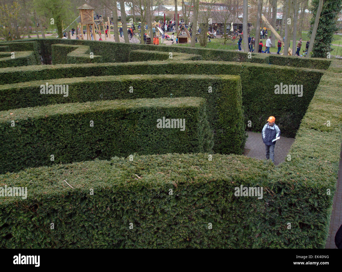Green labyrinth made of conifers holland netherlands Stock Photo - Alamy