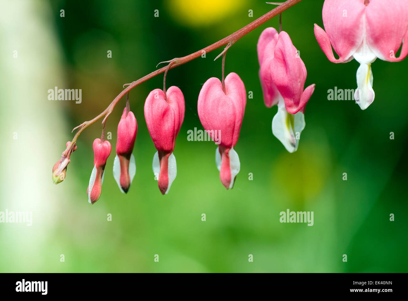Blossom of Lyre-flower Lamprocapnos spectabilis dicentra spectabilis ...