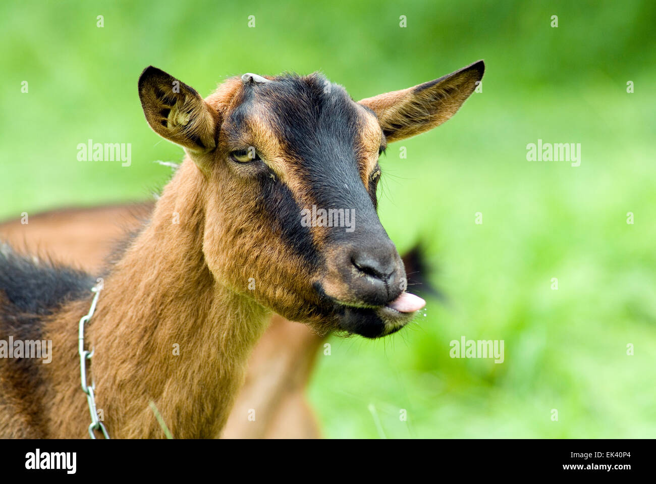 Goat (Capra aegagrus hircus Stock Photo - Alamy