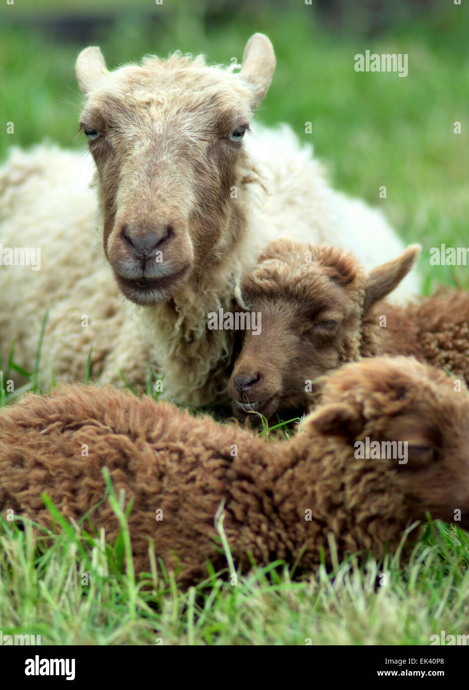 Laying Background Sheep High Resolution Stock Photography and Images ...