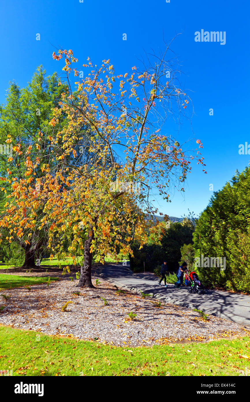 Mt Lofty Botanical Gardens Adelaide Hills South Australia Australian ...