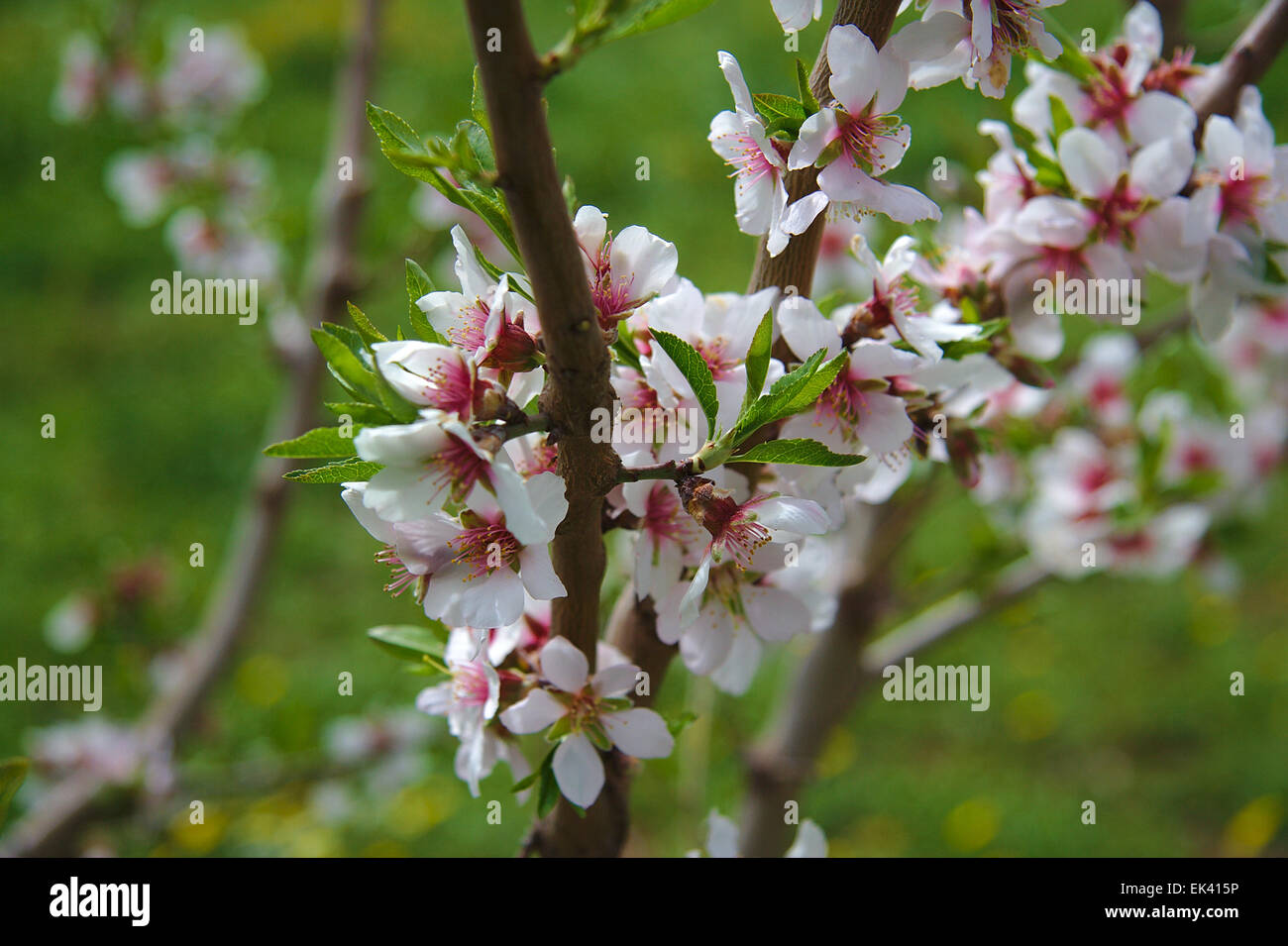 Beautiful almond tree blooming on green background Stock Photo - Alamy
