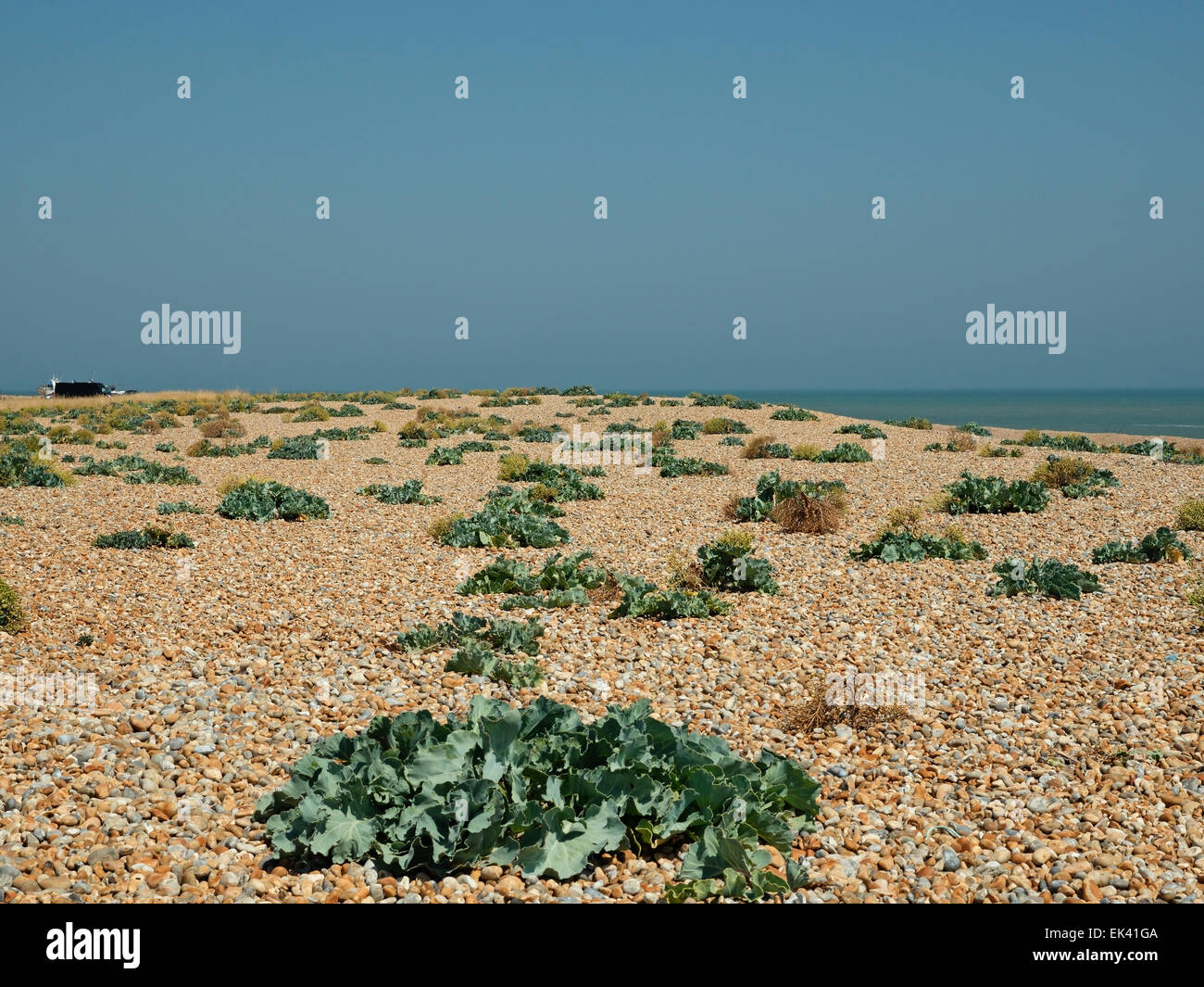 Dungeness with the Sea Kale plant growing amongst the Shingle Beach in ...