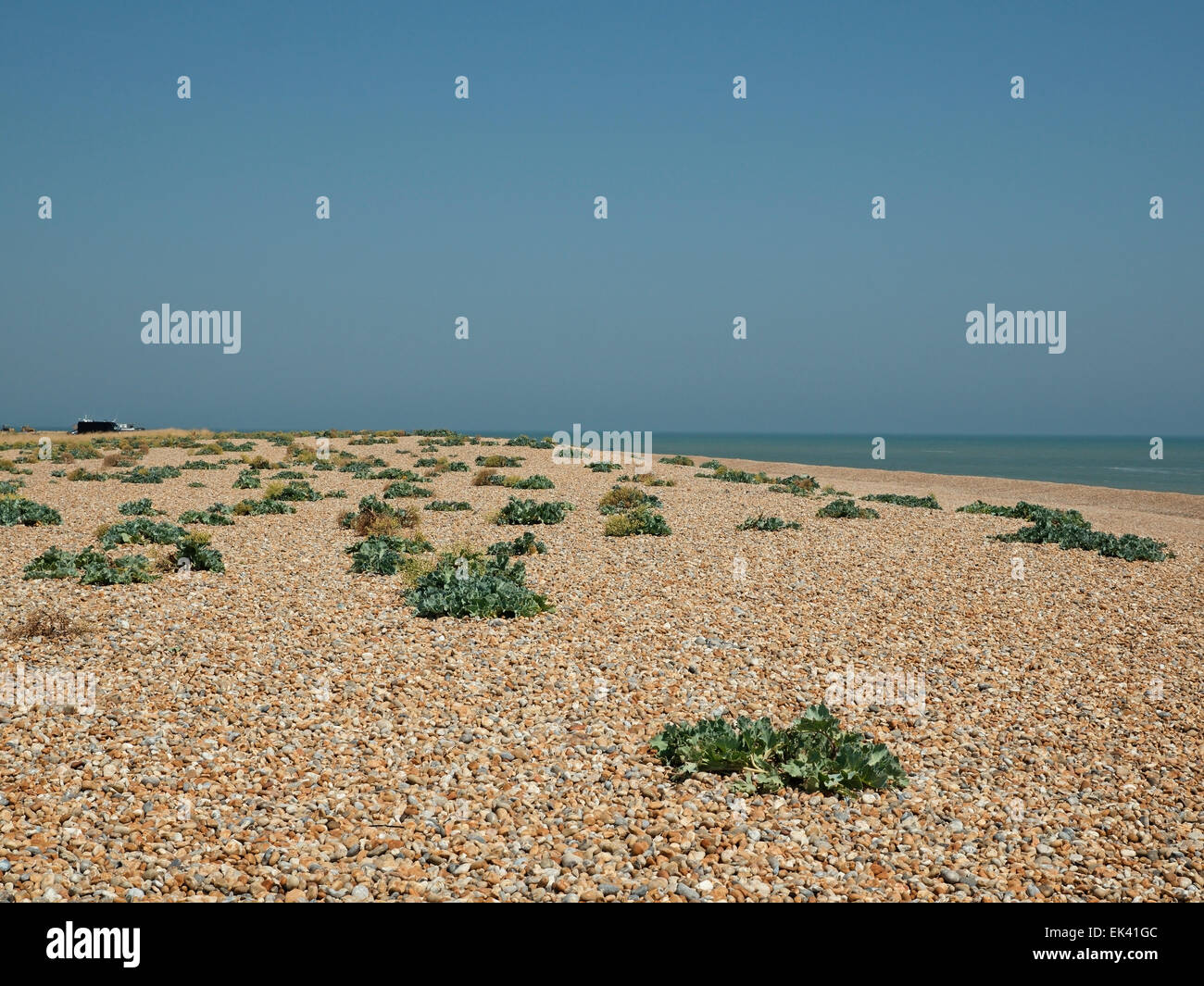 Dungeness shingle beach with seakale plant growing amongst the pebbles ...