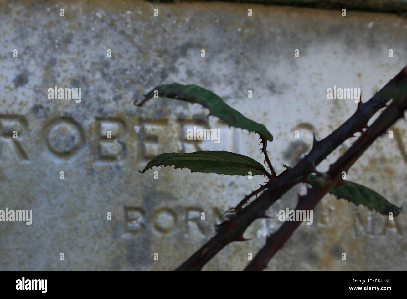 Bramble and grave inscription Stock Photo - Alamy