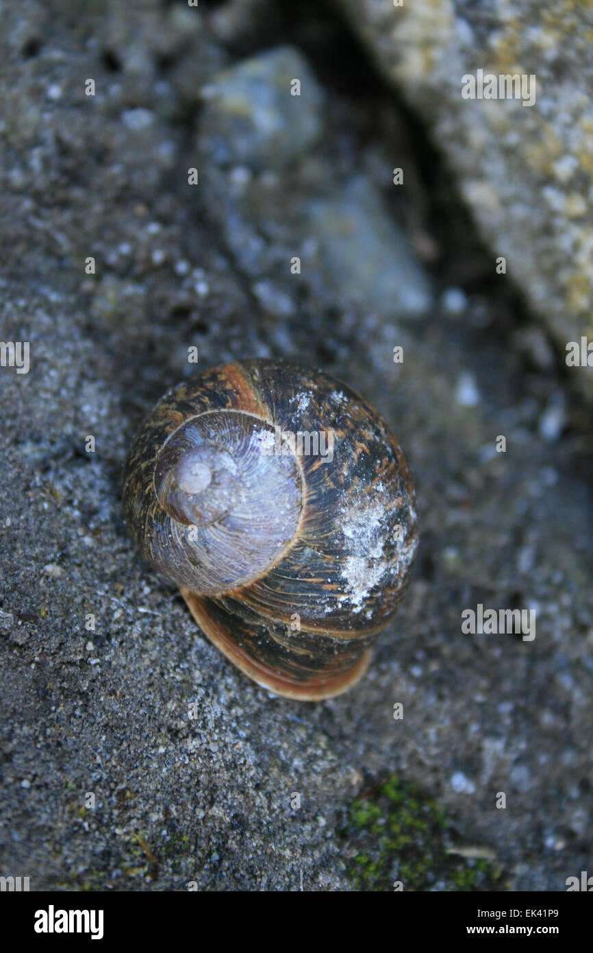 Snail on Stone Stock Photo - Alamy