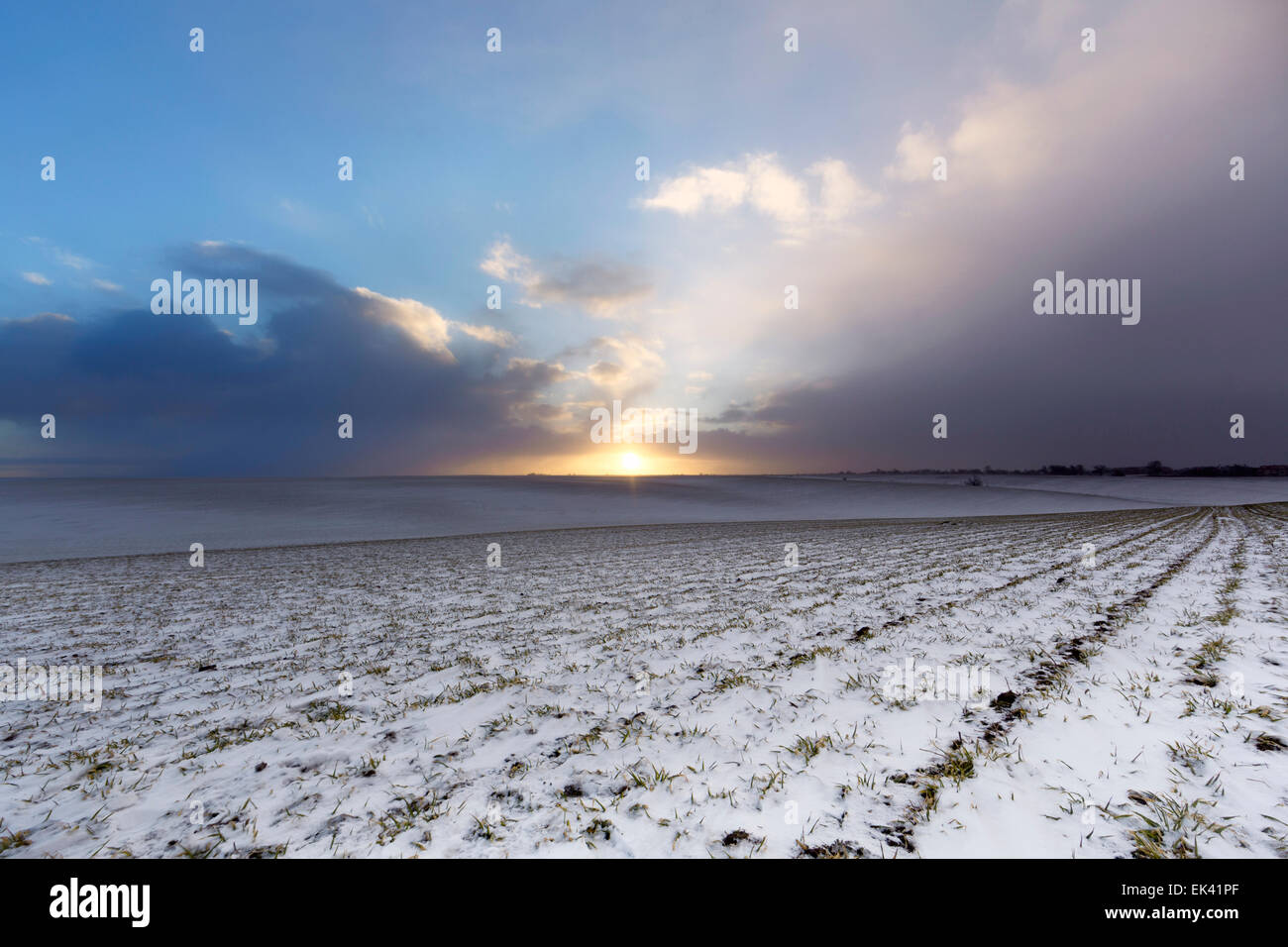 Agricultural field at the winter wind evening Stock Photo - Alamy