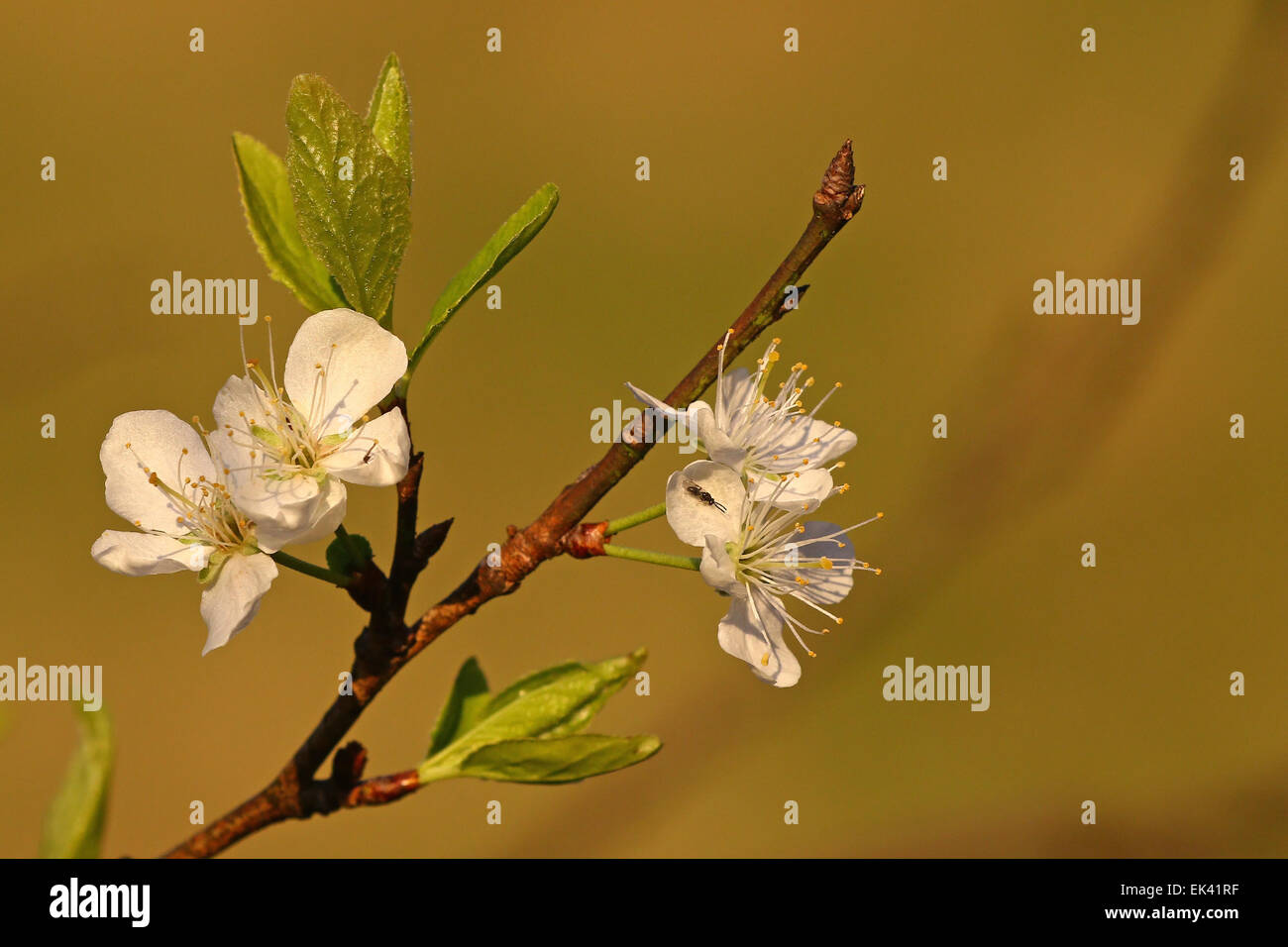 Cherry flowers blooming in the Spring Stock Photo - Alamy