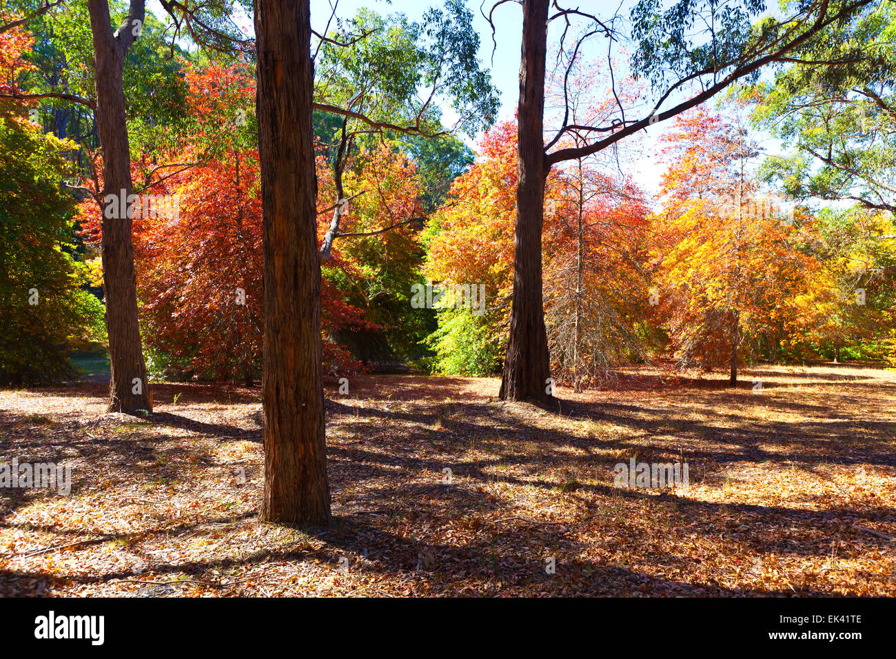 Mt Lofty Botanical Gardens Adelaide Hills South Australia Australian ...