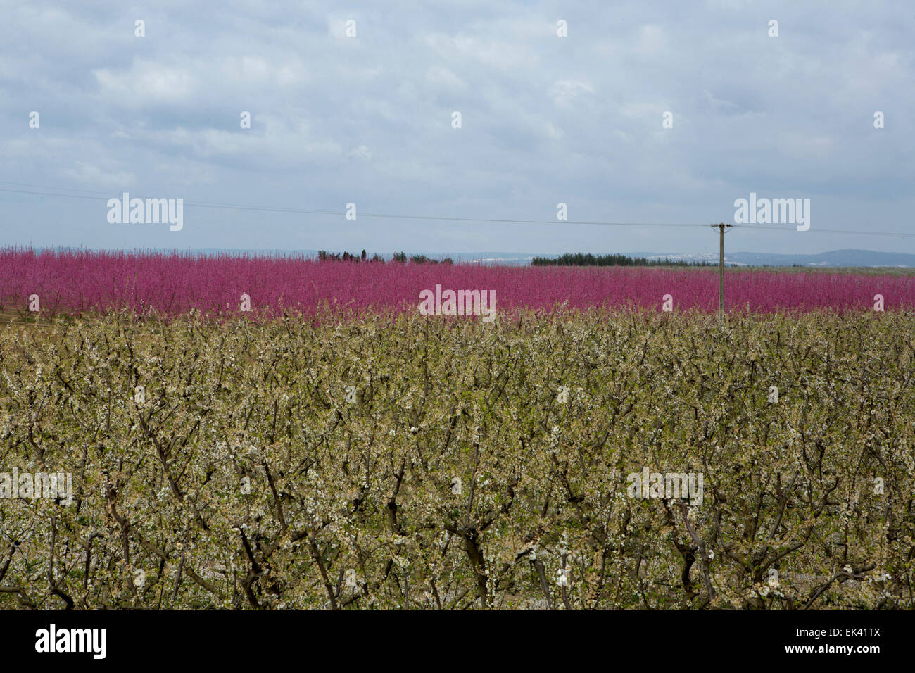 Blossoming tree in field on background of cloudy sky, Badajoz, Spain ...