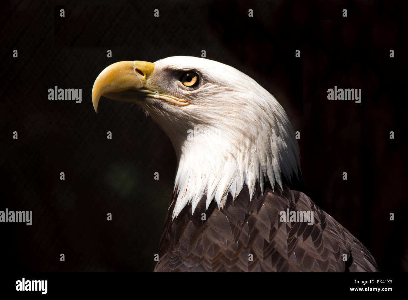 American Eagle Flying Side View