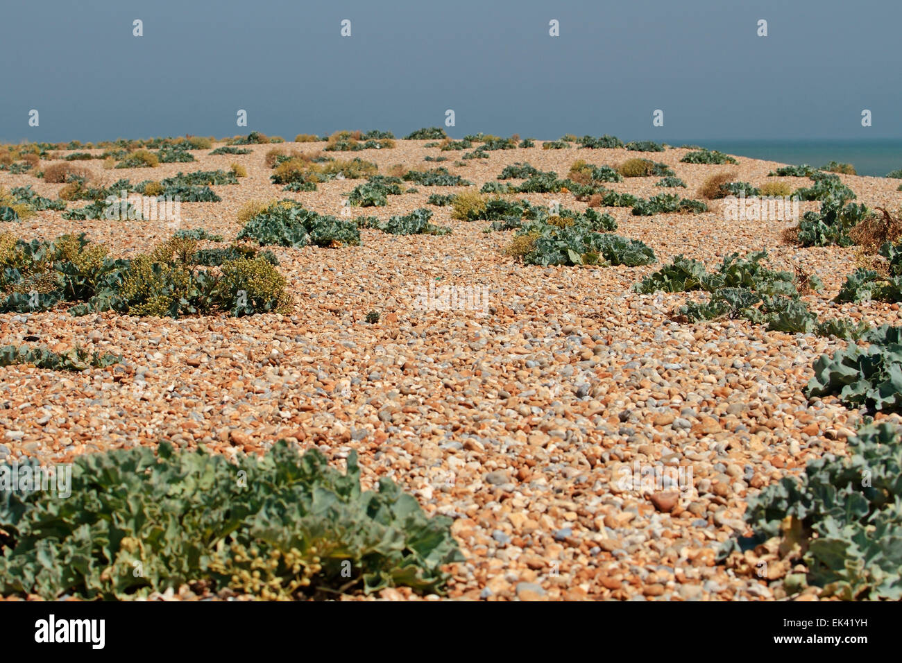 Dungeness with the Sea Kale plant growing amongst the Shingle Beach in ...