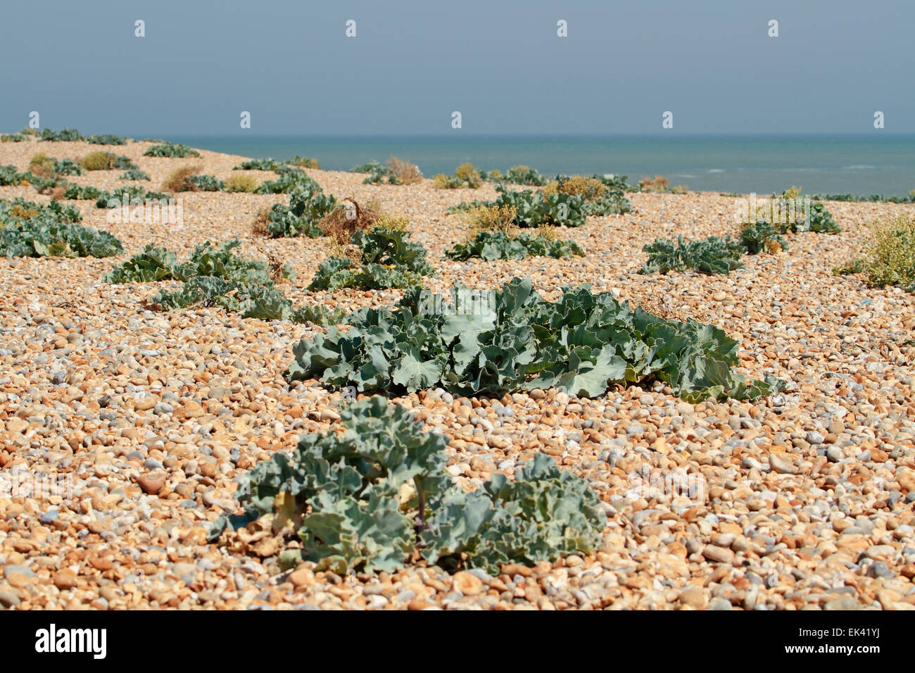 The lillywhite hi-res stock photography and images - Alamy