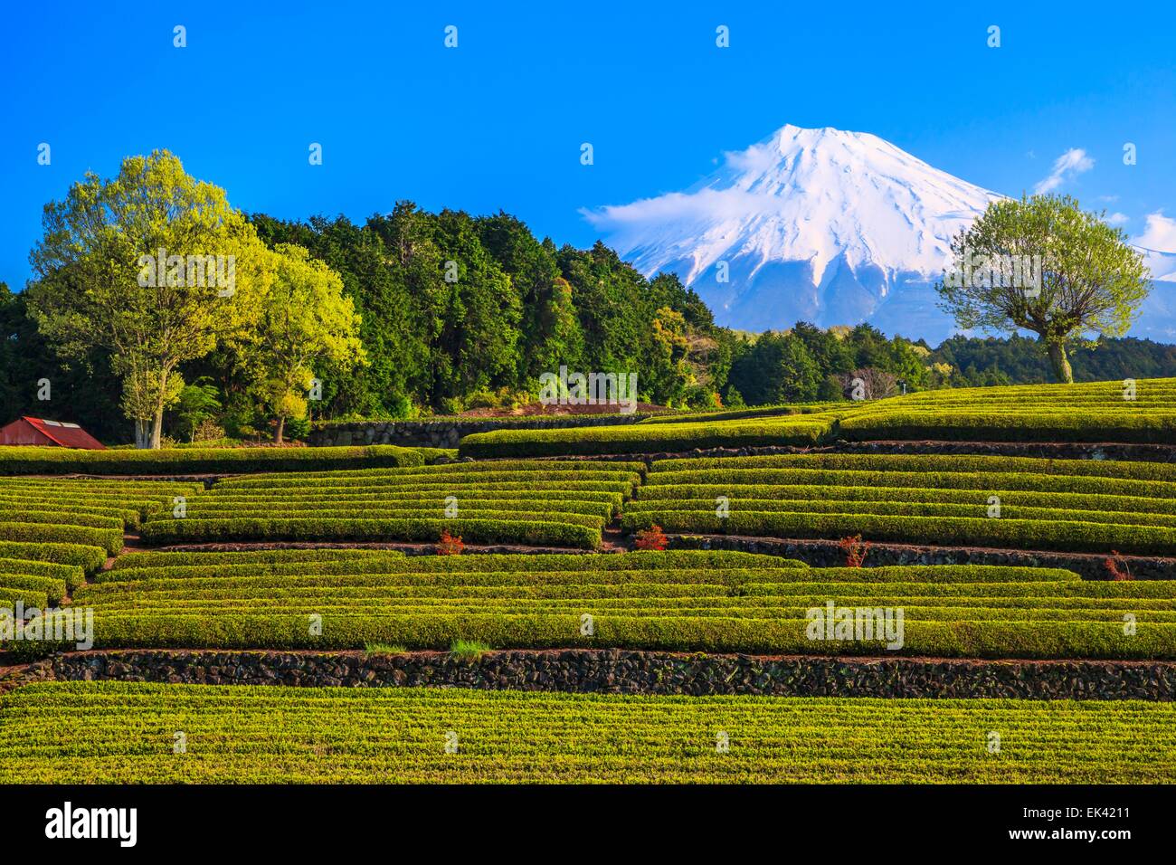 Japanese green tea plantation and Mt. Fuji, Shizuoka, Japan Stock Photo ...