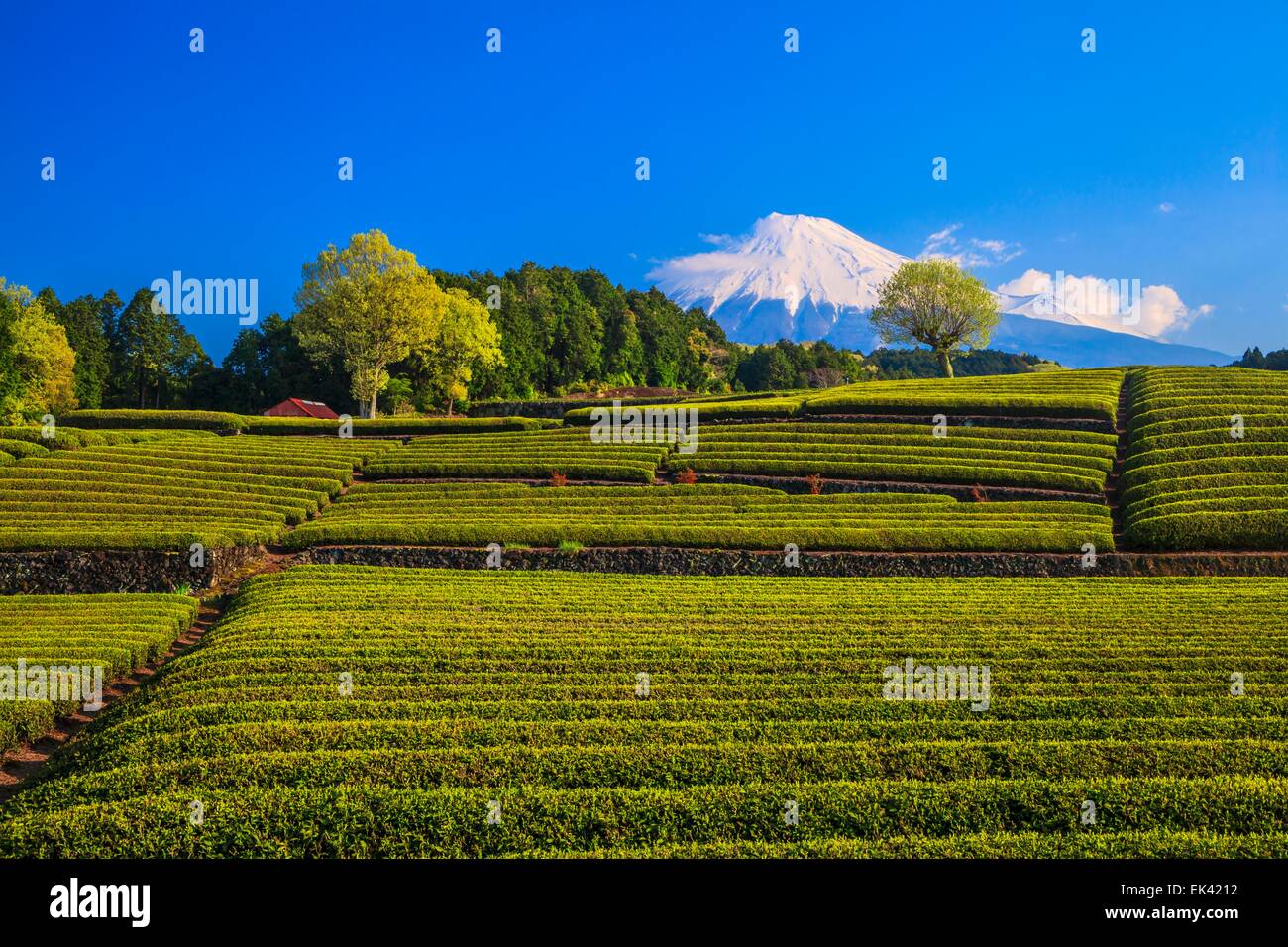 Japanese green tea plantation and Mt. Fuji, Shizuoka, Japan Stock Photo ...