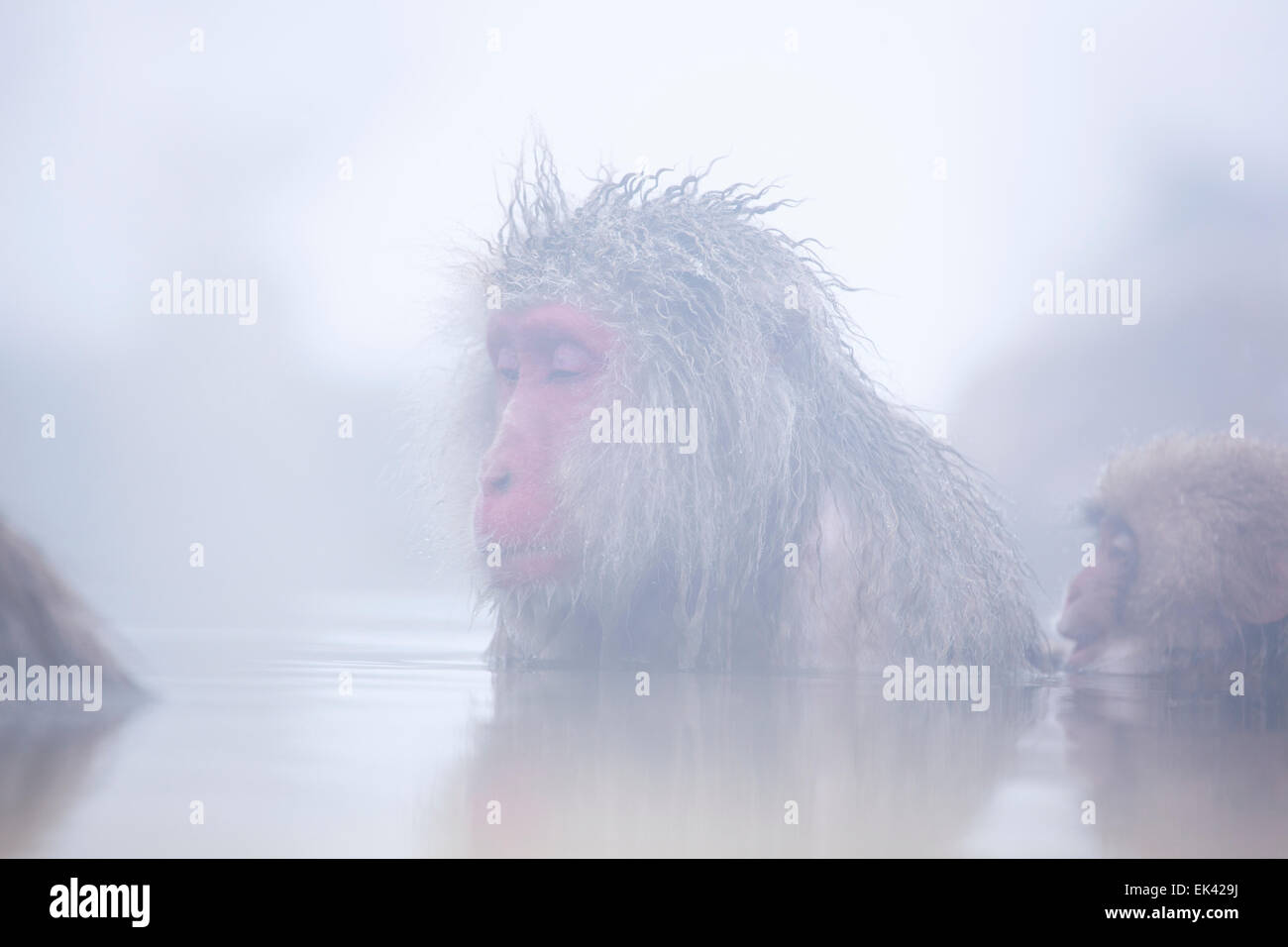 Snow monkey in hot spring, Jigokudani, Nagano, Japan Stock Photo - Alamy