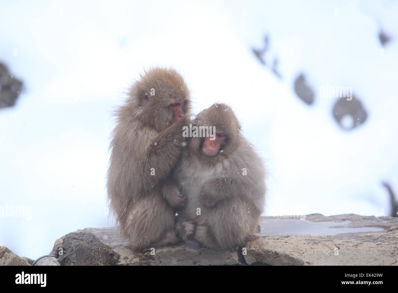Monkey snow nagano hi-res stock photography and images - Alamy