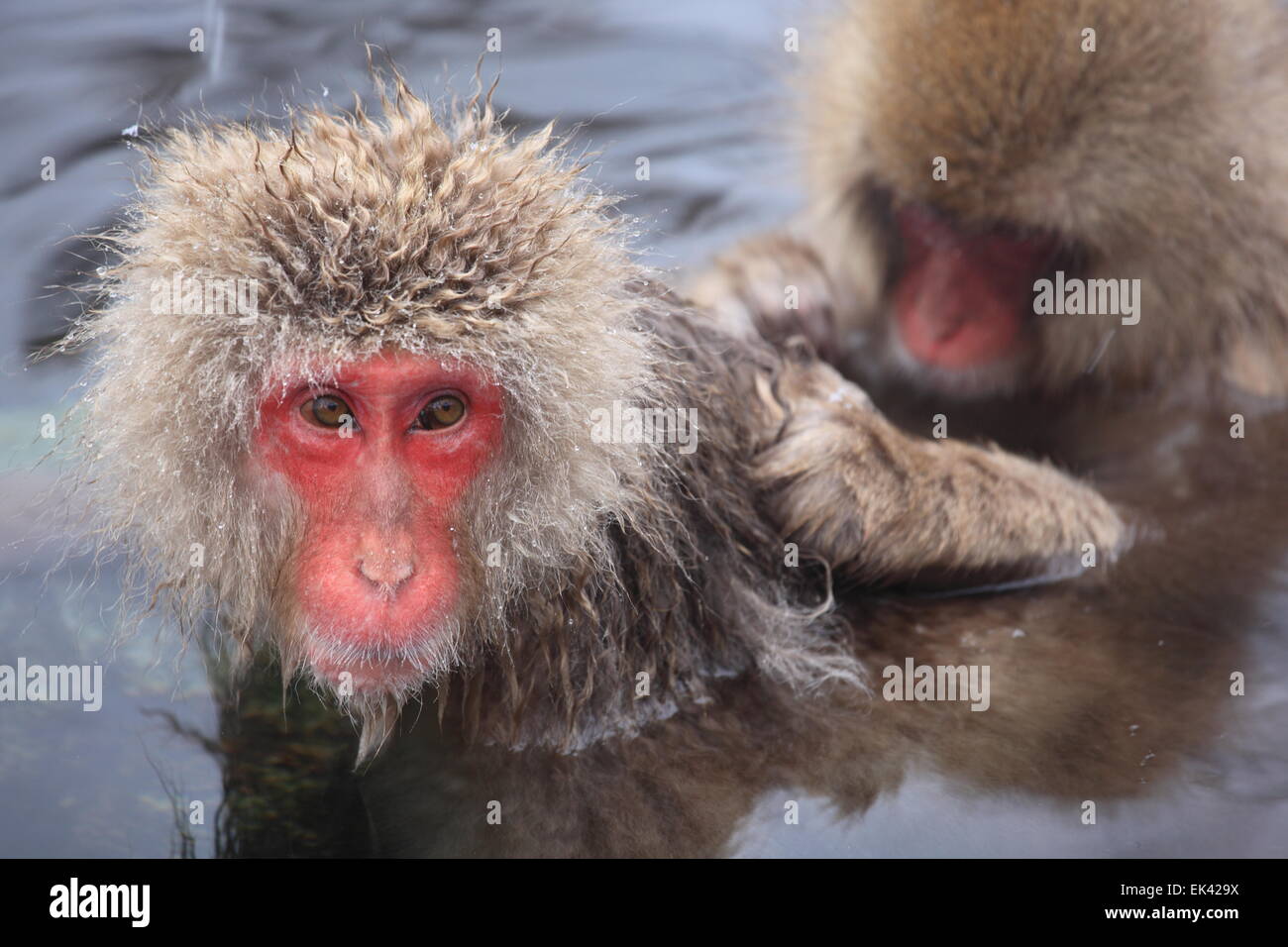 Snow monkey in hot spring, Jigokudani, Nagano, Japan Stock Photo - Alamy