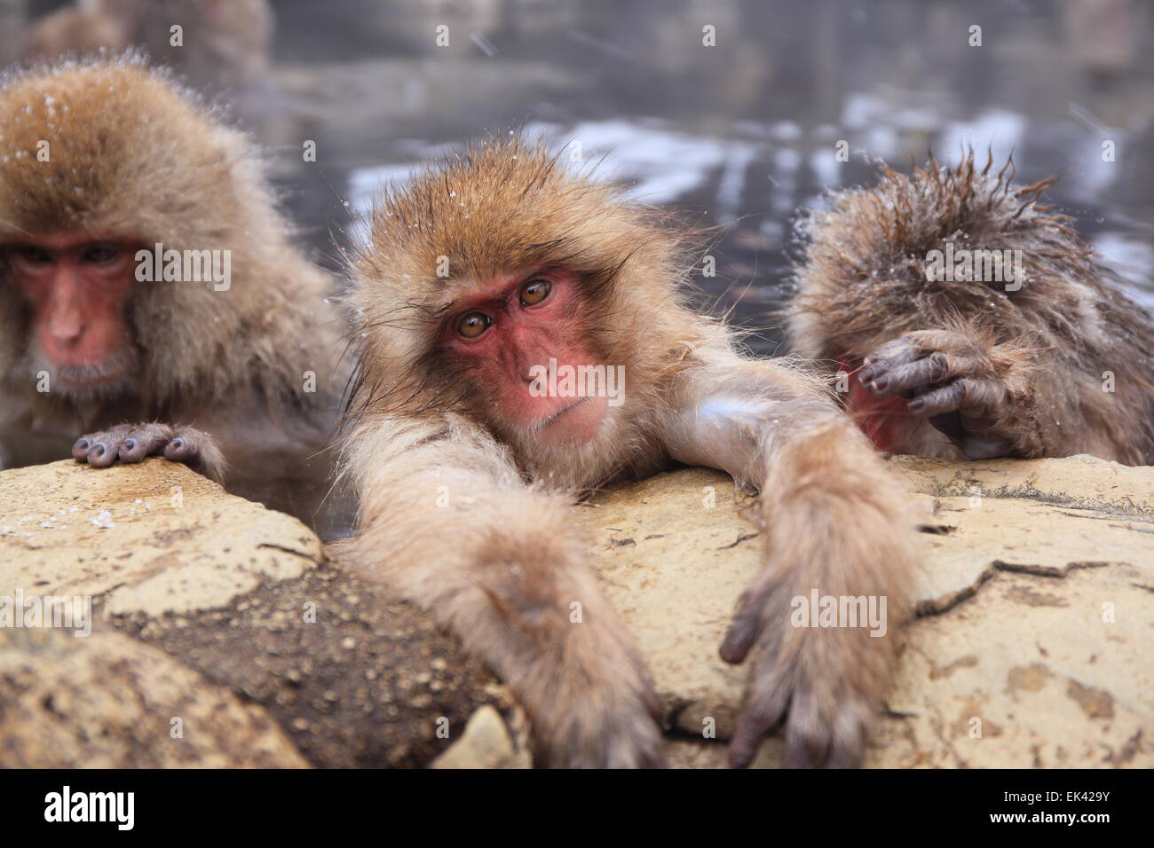 Snow monkey in hot spring, Jigokudani, Nagano, Japan Stock Photo - Alamy