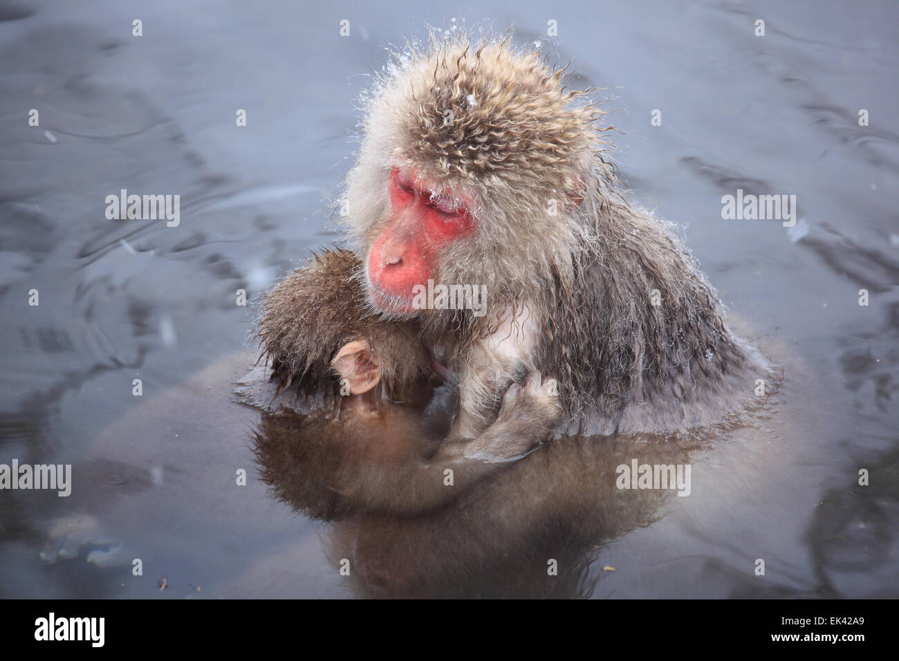 Monkey mother baby child hi-res stock photography and images - Alamy