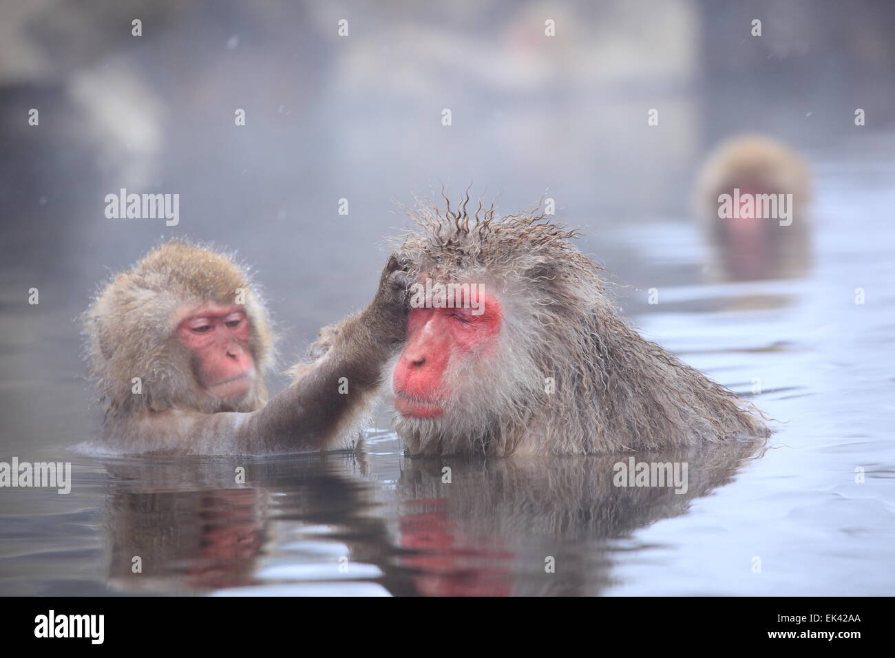Snow monkey in hot spring, Jigokudani, Nagano, Japan Stock Photo - Alamy