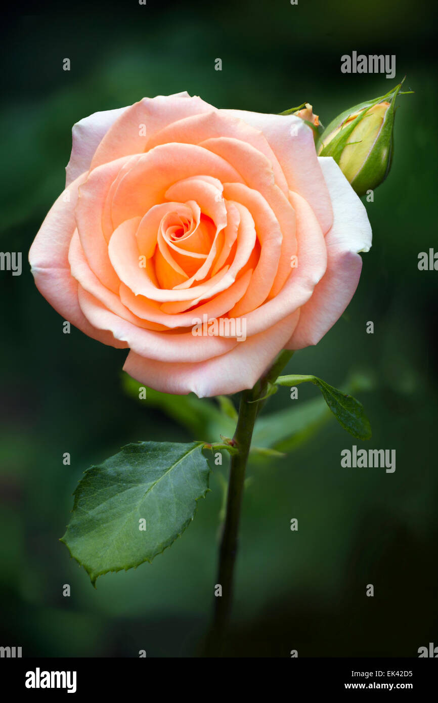Rose flower hi-res stock photography and images - Alamy