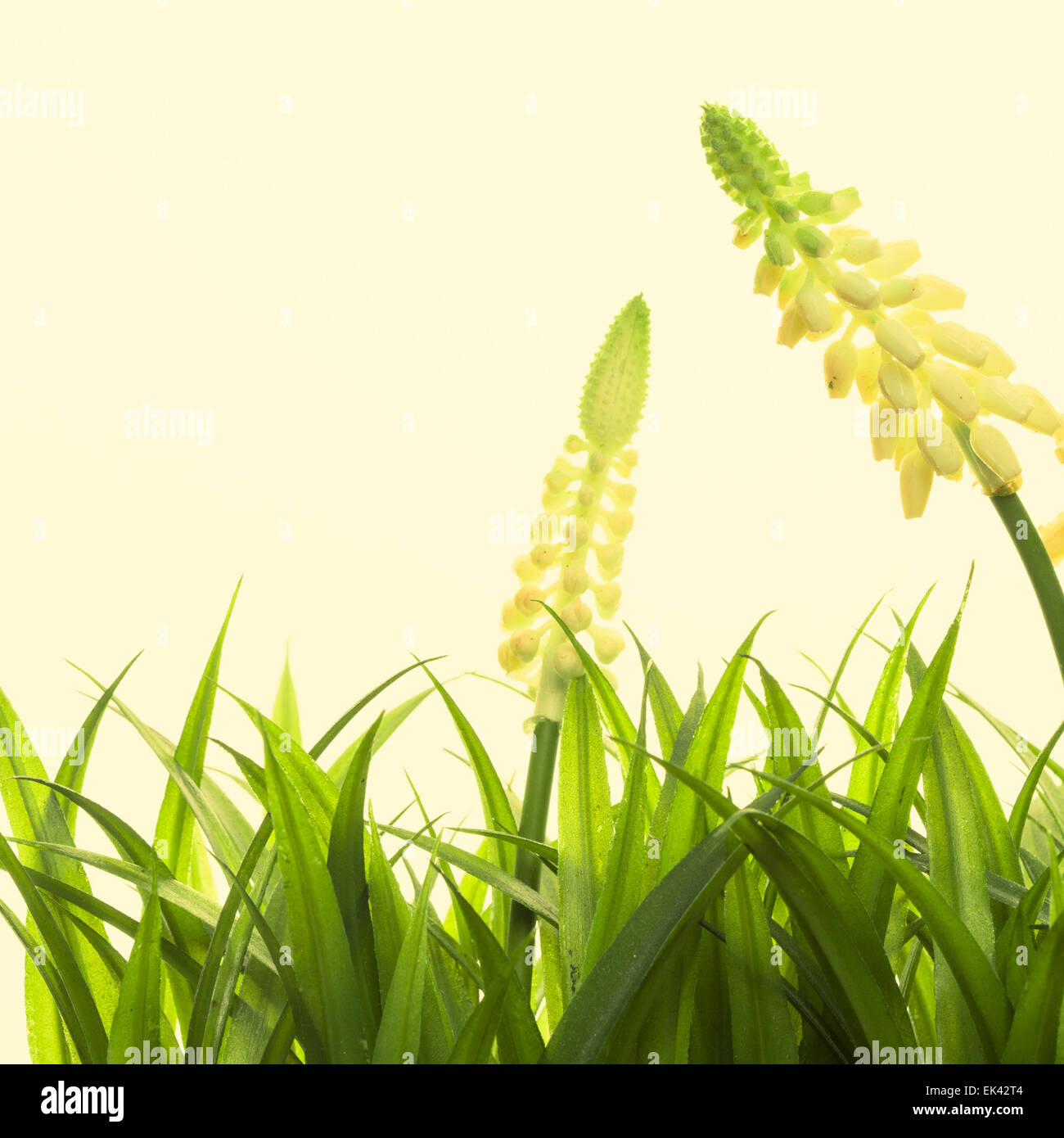 Green grass frame background design hi-res stock photography and images ...