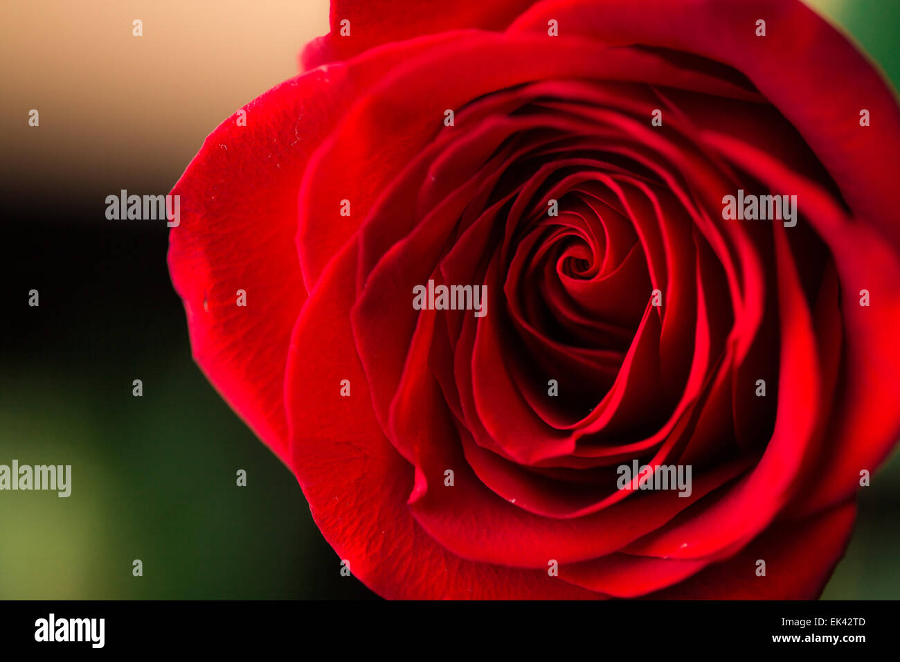 Close-up view of beatiful dark red rose Stock Photo - Alamy