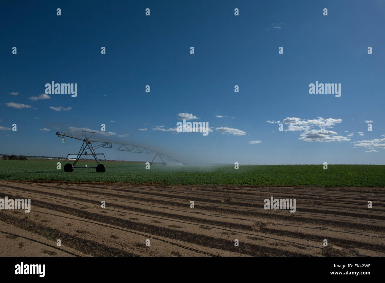 Center pivot irrigation is a form of sprinkler irrigation consisting of ...