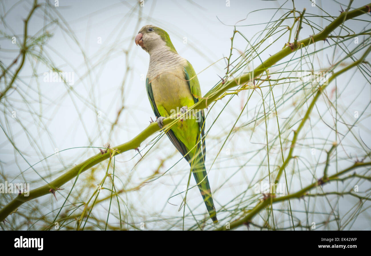 Monk parakeet hi-res stock photography and images - Alamy